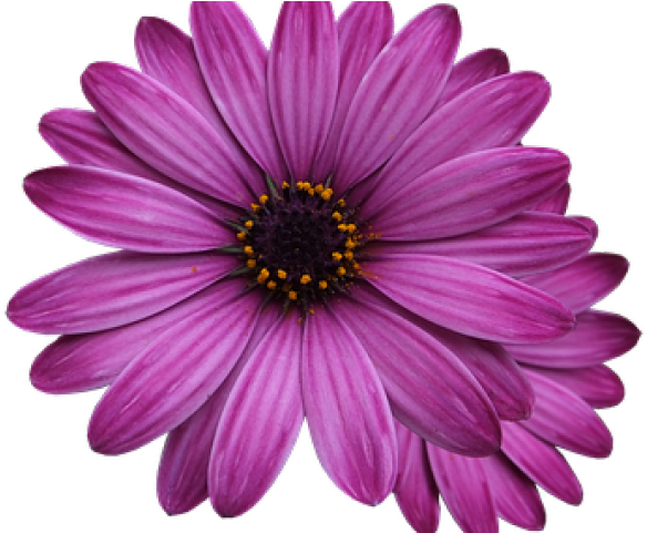 Transparent Background Single Flower Png - Free Transparent PNG ...