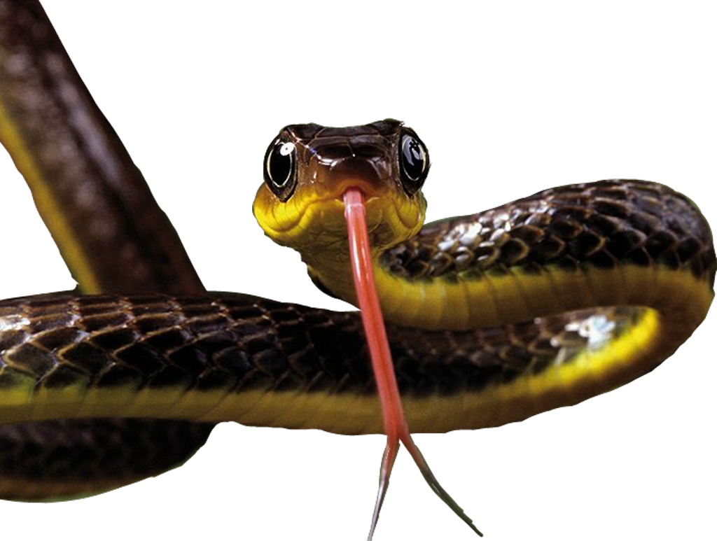 Snake Sticker - Common Garter Snake - Free Transparent PNG Download ...