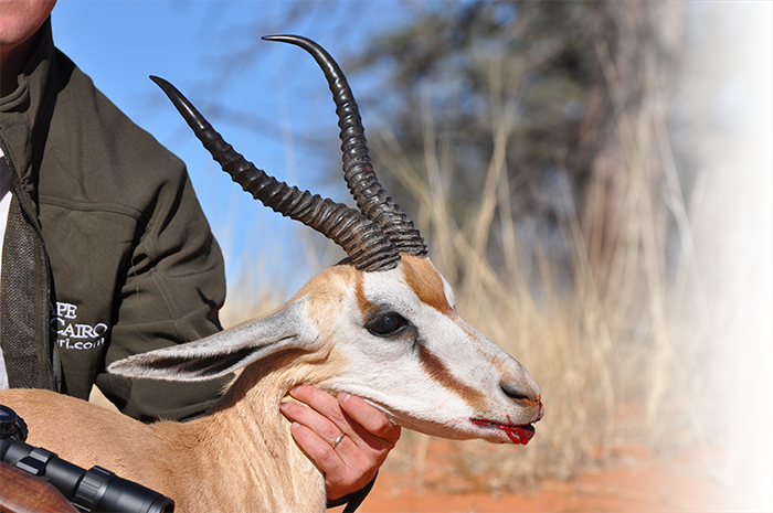 Download Hunt In Africa Springbuck - Springbok PNG Image with No ...