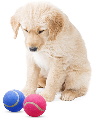 Download Cute Puppies Wallpaper Entitled Playing Fetch - Dog Play Fetch ...