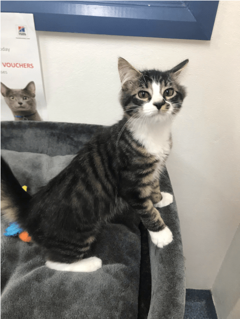 Download Photo Of Neville And Azula - Russian Blue Cat PNG Image with ...