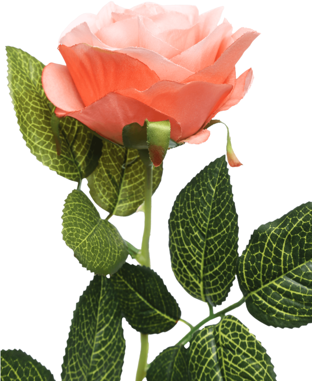 Single Rose Stem Orange - Garden Roses - Free Transparent PNG Download ...