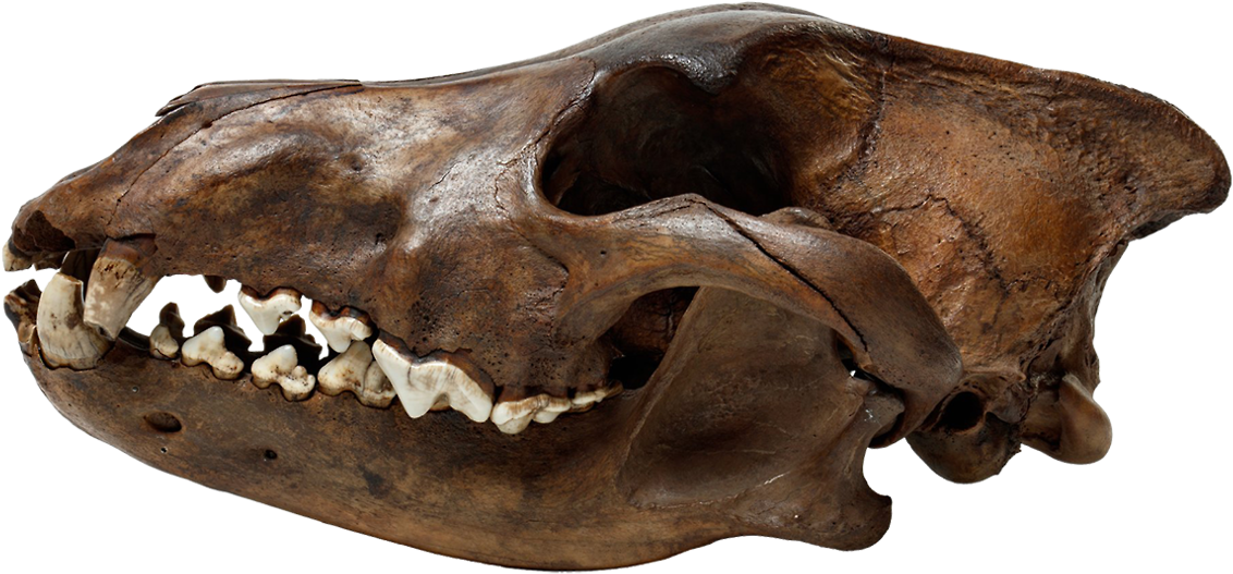La Brea Tar Pits Wolf Skull Png Transparent Merlinhoot - Skull - Free ...