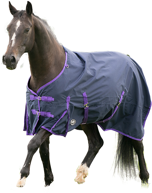 Download Gallop PNG Image with No Background - PNGkey.com