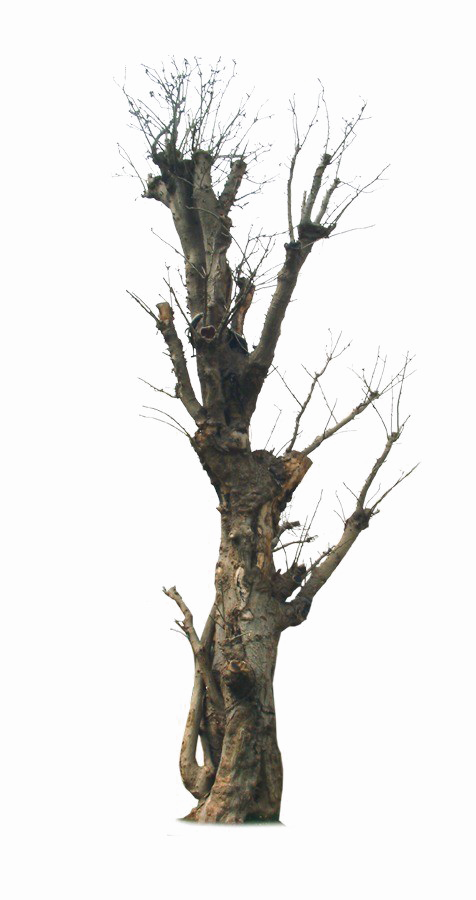 Old Tree Png Image Background - Old Tree Png - Free Transparent PNG ...