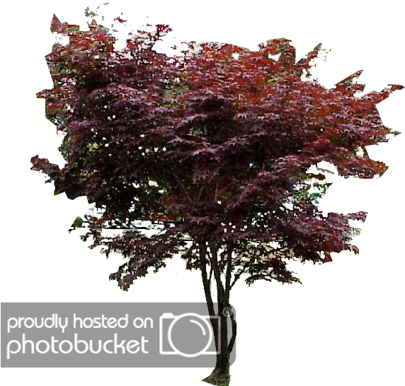 Japanese Maple Png - Bloodgood Japanese Maple Png - Free Transparent ...