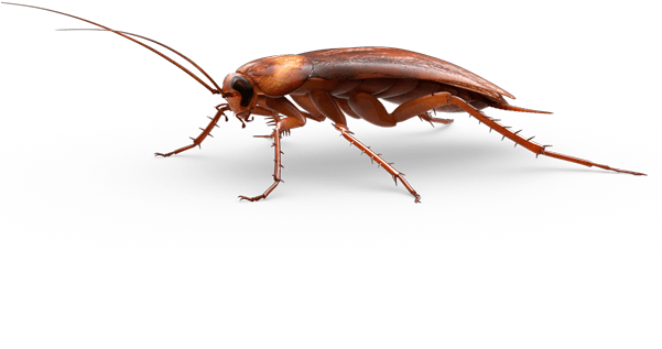 Insects - Cockroach - Free Transparent PNG Download - PNGkey