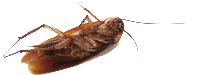 Download Roach Png PNG Image with No Background - PNGkey.com