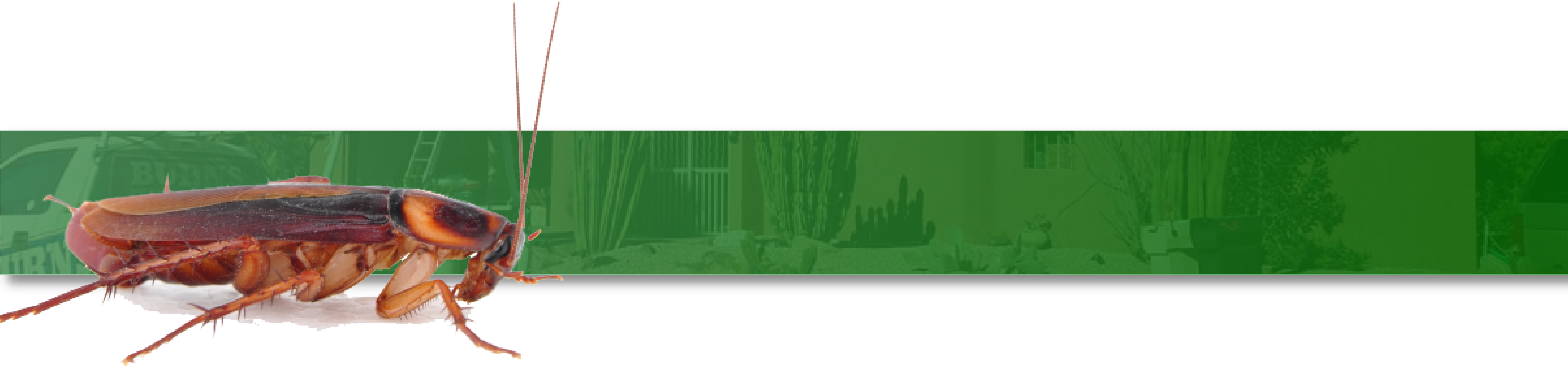 Download German Cockroach - Soldier Beetle PNG Image with No Background ...