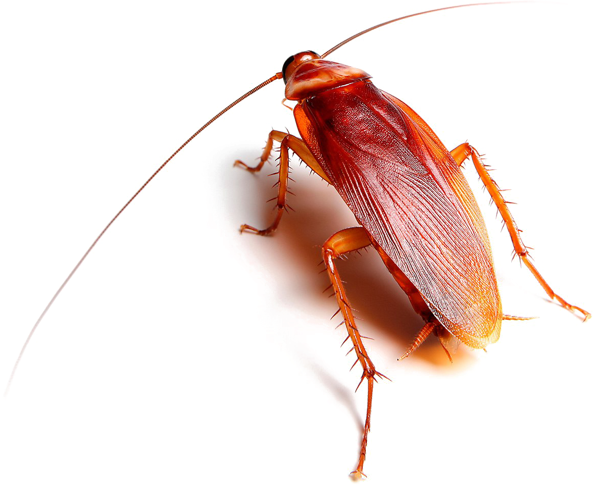 Download Roach Transparent Images - Roach Png PNG Image with No Background - PNGkey.com