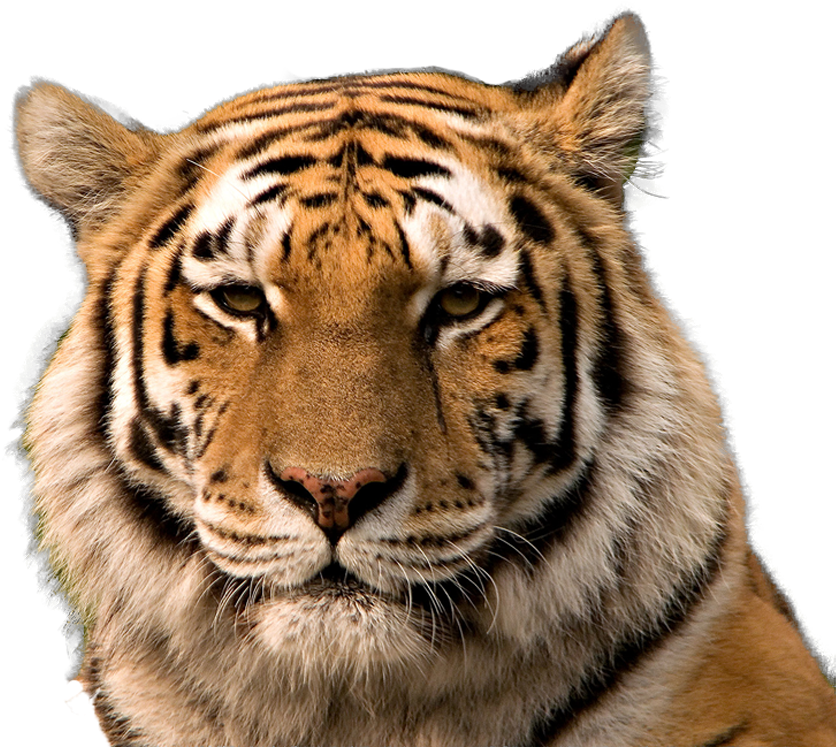 Tiger Head Png - Tiger Face Transparent Background - Free Transparent ...