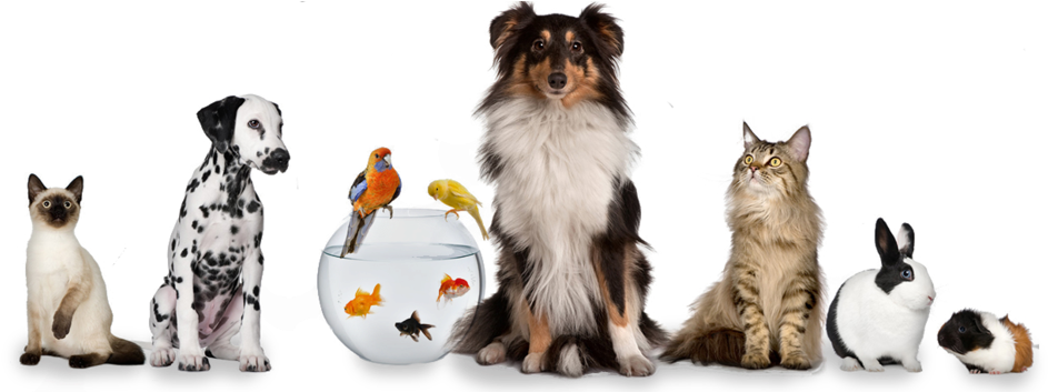 Download Pets - Home Animal PNG Image with No Background - PNGkey.com