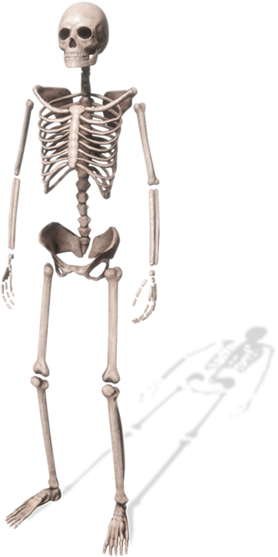 Skeleton - Free Transparent PNG Download - PNGkey