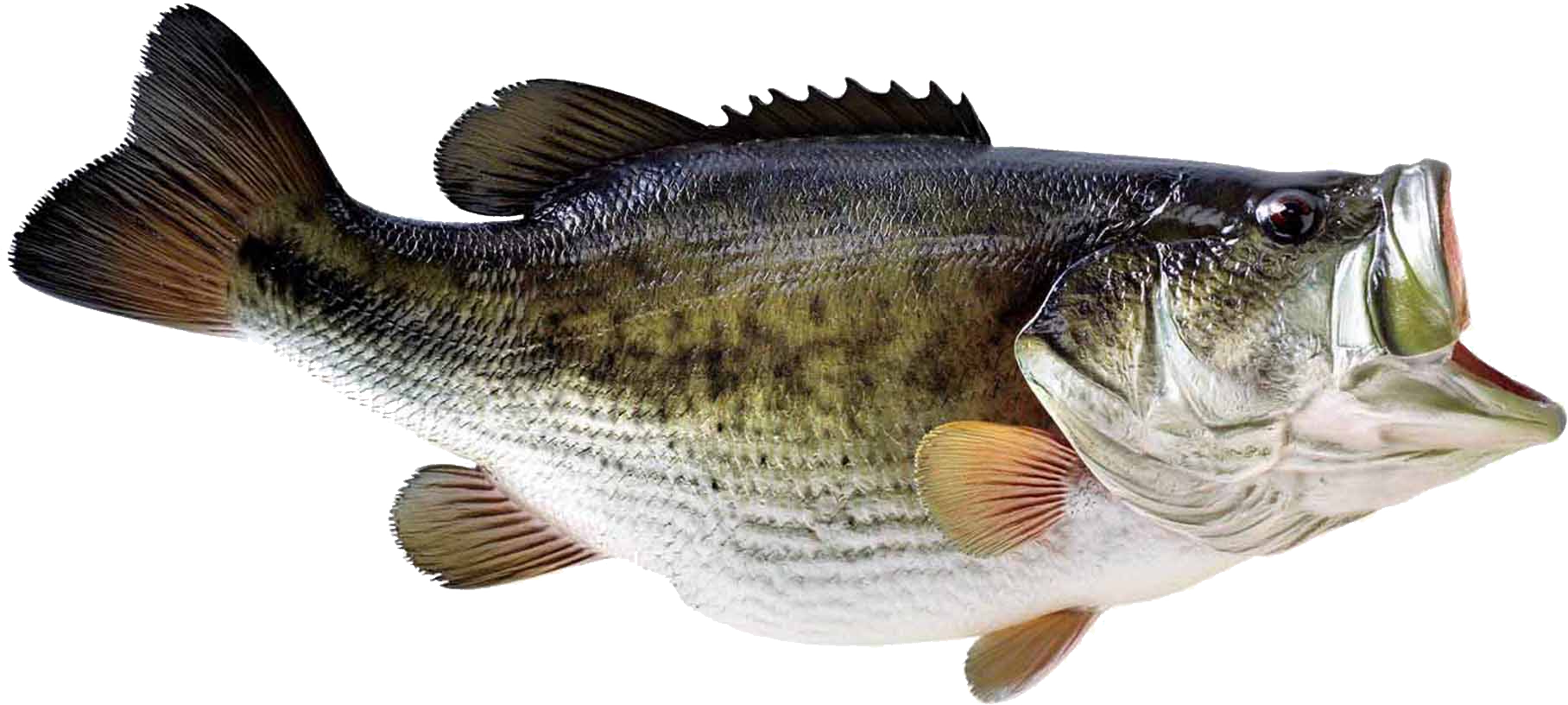 Download Largemouth Bass Transparent Background PNG Image with No ...