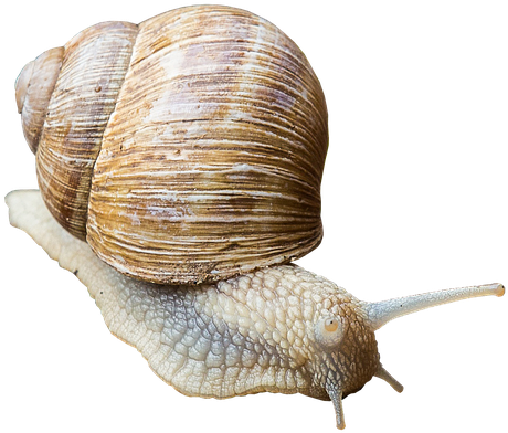 Download Snail, Shell, Slowly, Crawl, Animal, Mucus, Land Snail ...