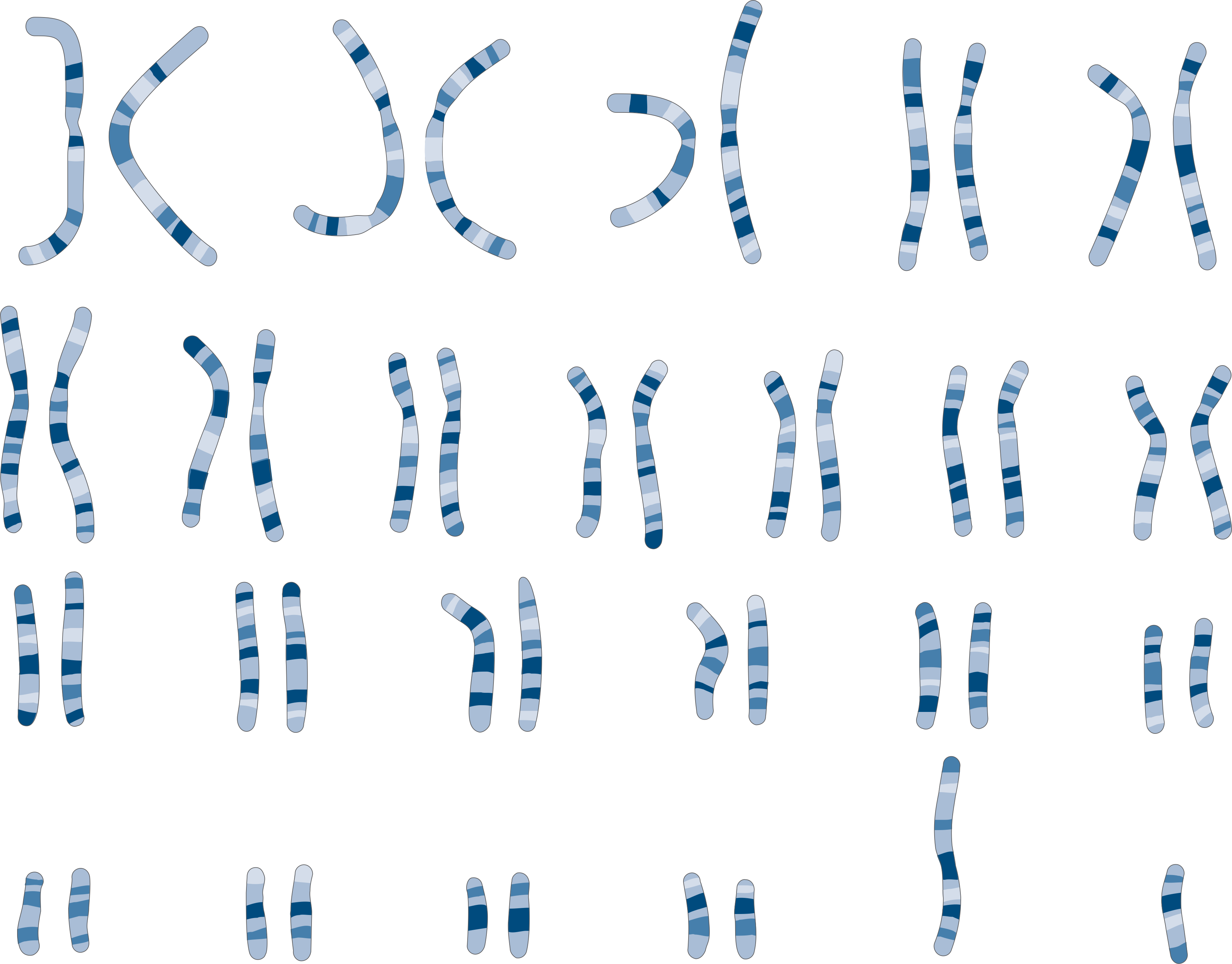 The Image Below Represents A Picture Of The Human Chromosomes ...