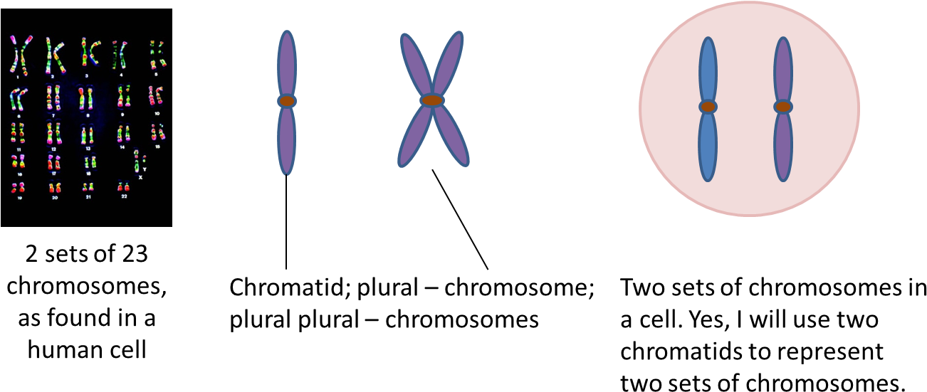 Two Sets Of Chromosomes - Chromosomes - Free Transparent PNG Download ...