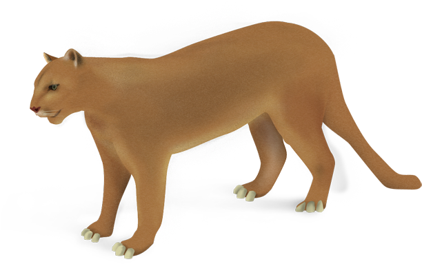 Puma - Puma Animado Gif Png - Free Transparent PNG Download - PNGkey