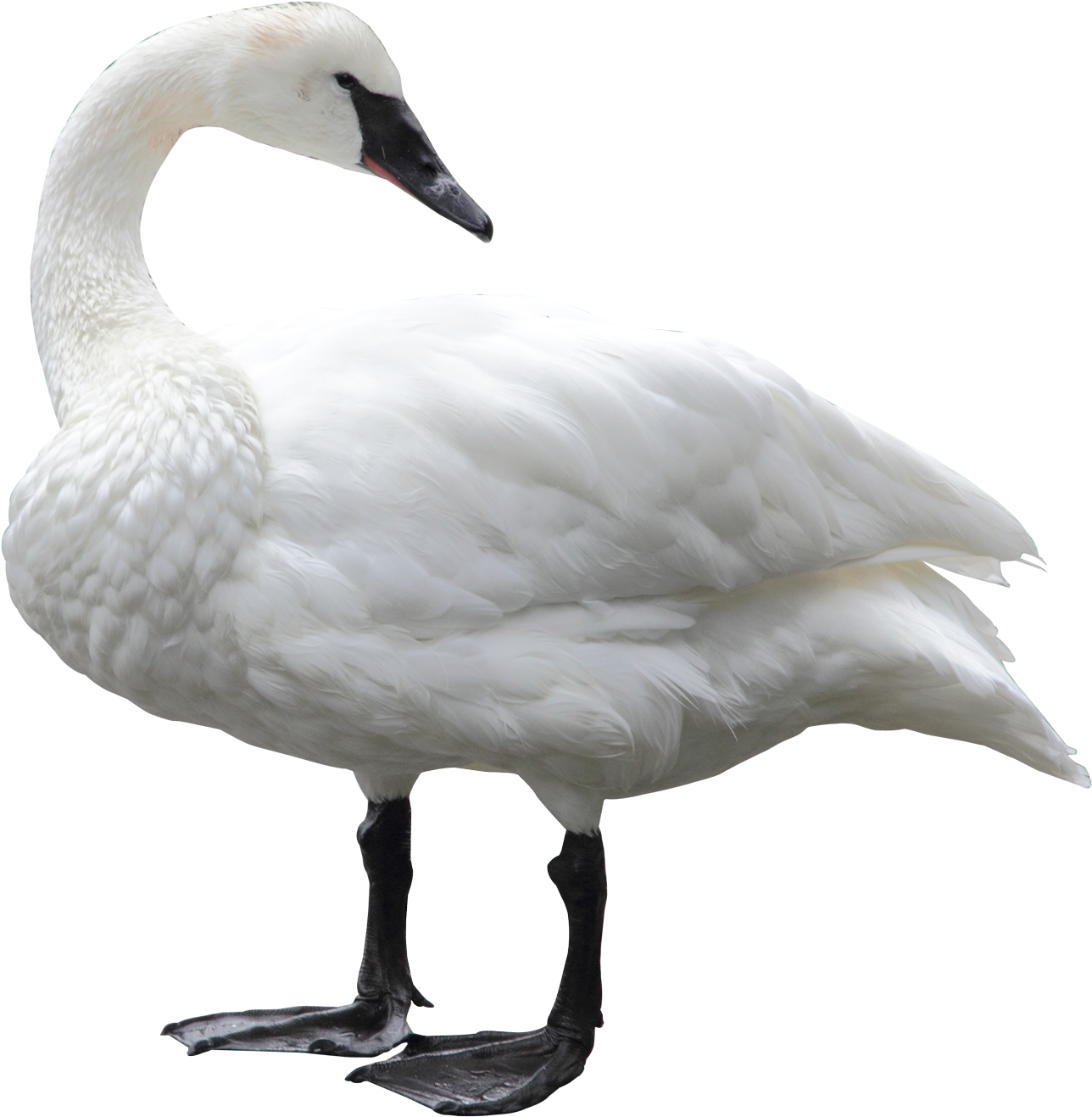 Download Download Swan Png Transparent Images Transparent Backgrounds ...