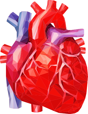 Congenitial Heart Failure - Human Heart Magazine - Free Transparent PNG ...