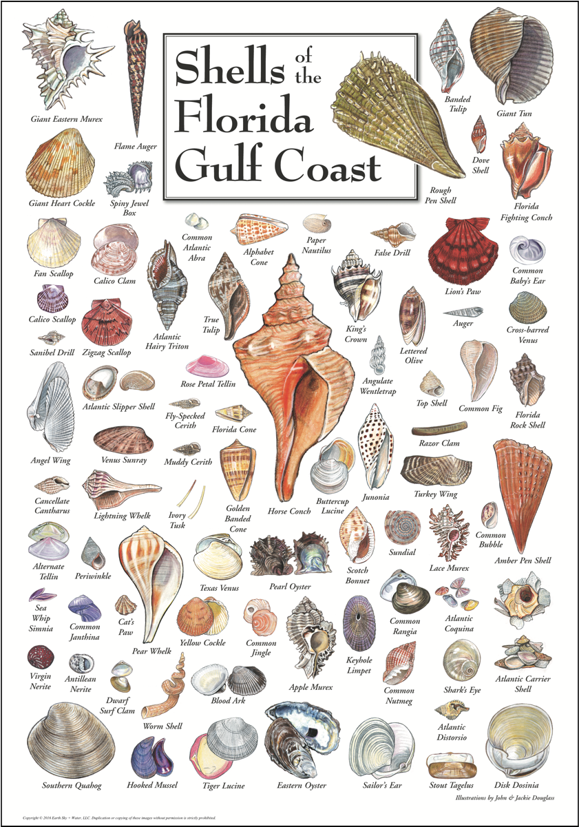Download Shells Of Florida's Gulf Coast Poster - Florida Gulf Seashell ...