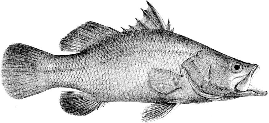 Download Lates Calcarifer - Perch PNG Image with No Background - PNGkey.com