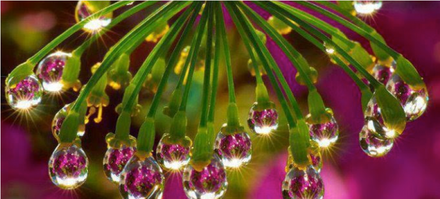 Download Flower Water Drop Reflection PNG Image with No Background ...