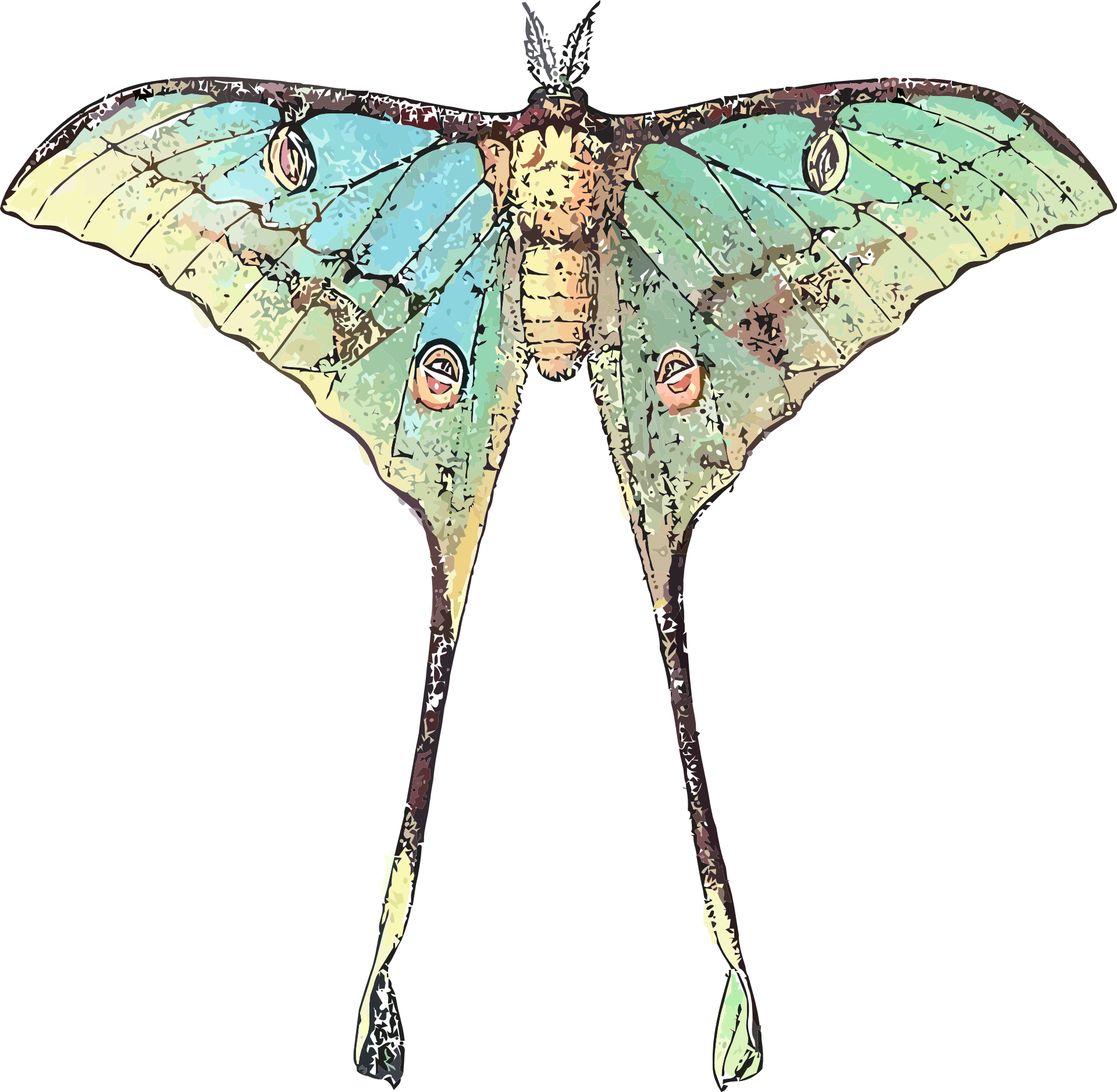 Drawing Of A Butterfly Insect With Long Wings - Luna Moth Scientific ...