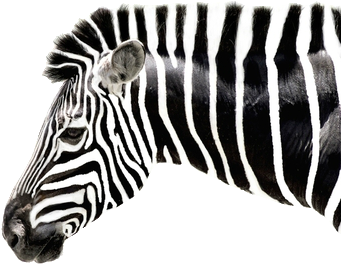 Zebra Background Tumblr
