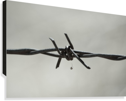 Download Spider On Barbed Wire In Black And White Canvas Print - Barbed ...