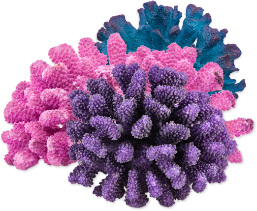 Download Marine Aquariums Saltwater Fish - Heroes Of Australian Science ...