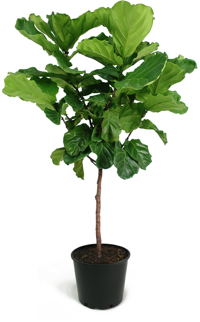 Download Ficus Lyrata Large Standard - Ficus Lyrata Png PNG Image with ...