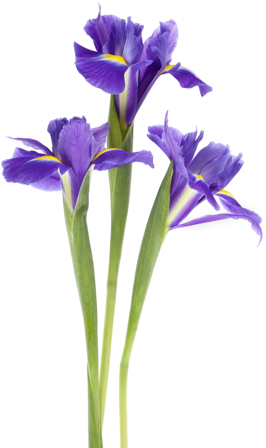 Iris-transparent - Iris Transparent - Free Transparent PNG Download ...