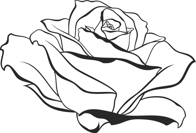 Download 800 X 545 6 - Side View Rose Drawing PNG Image with No ...