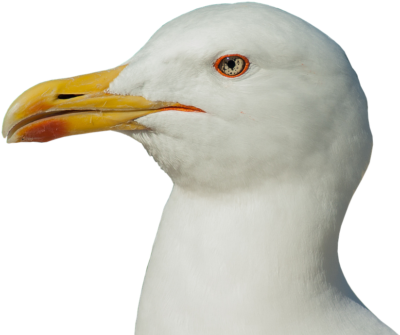 Download Seagull Head Transparent PNG Image with No Background - PNGkey.com