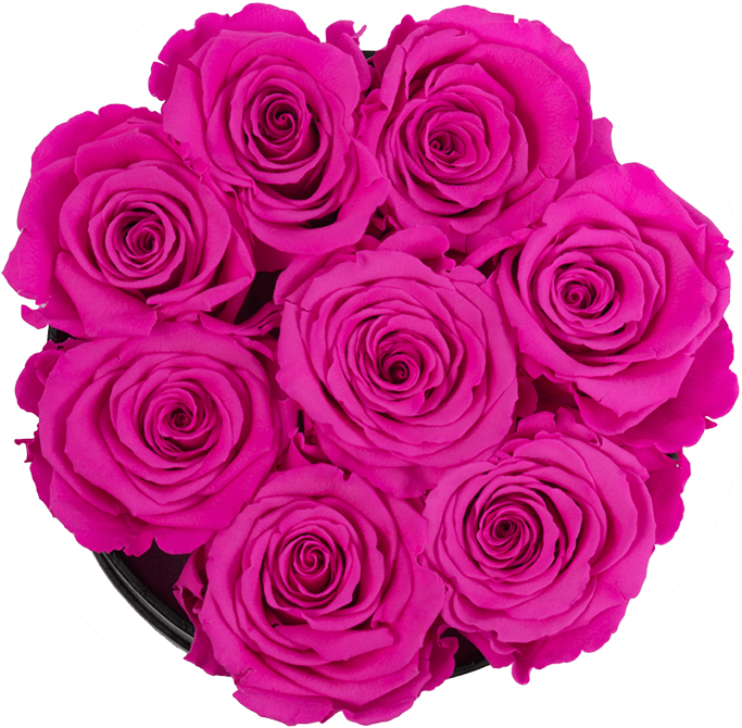 Download Purple And Pink Roses - Floribunda PNG Image with No ...