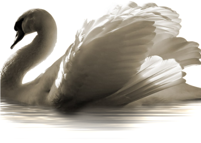 Download Swans PNG Image with No Background - PNGkey.com