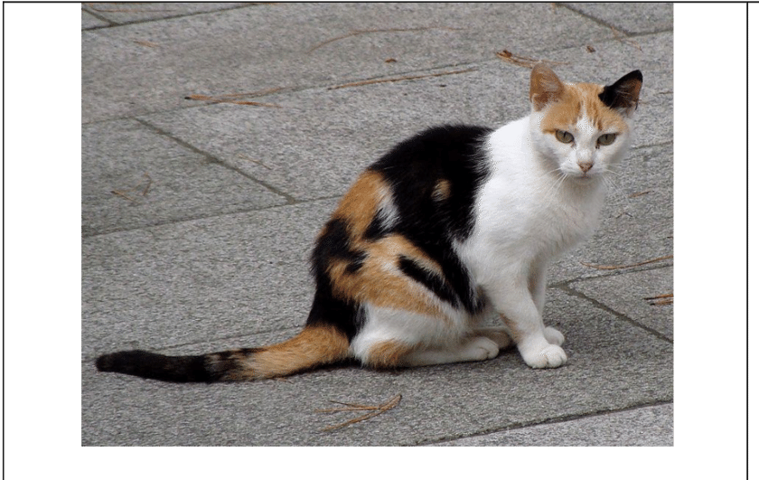 Download Calico Cat By Felis Silvestris Catus - Calico Cat Transparent ...