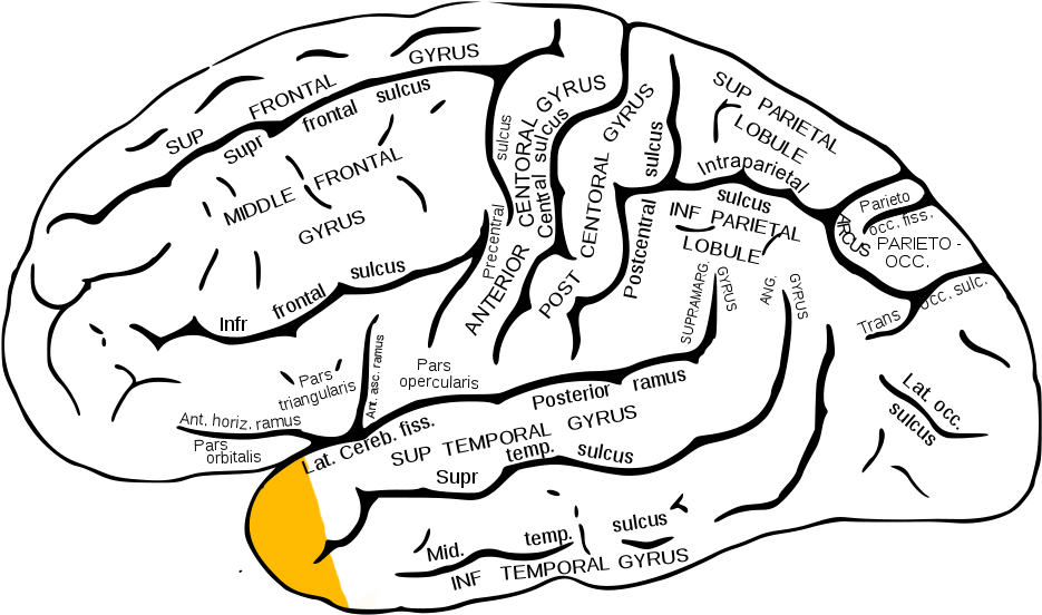Middle Temporal Sulcus