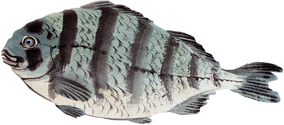 Black Tail Permit Fish Png, Fish Painting Png - Ukiyo-e - Free ...