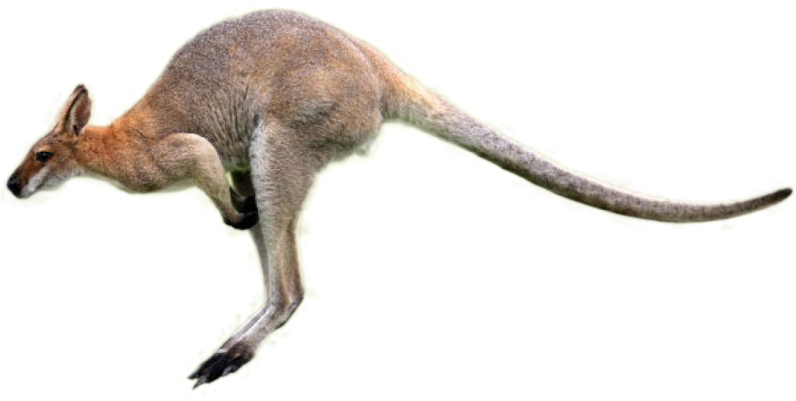Kangaroo Png Image - Kangaroo Png - Free Transparent PNG Download - PNGkey