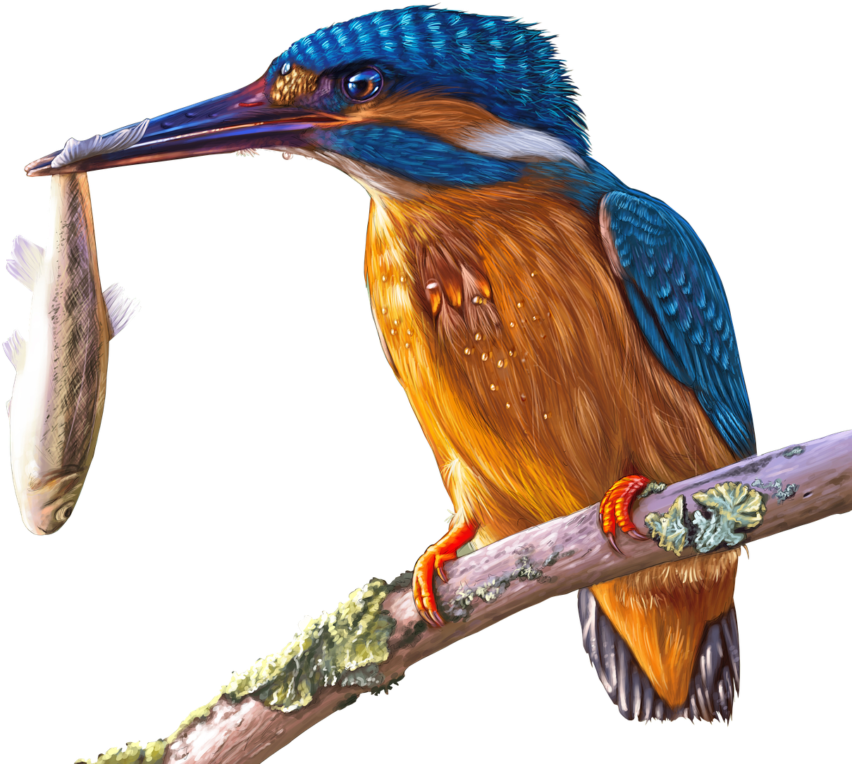 Download Kingfisher Png PNG Image with No Background - PNGkey.com