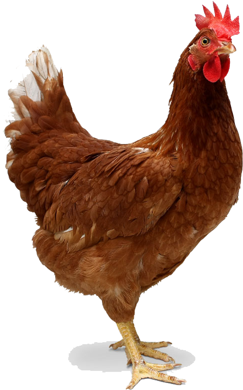Chicken Transparent Png - Chicken Png - Free Transparent PNG Download ...