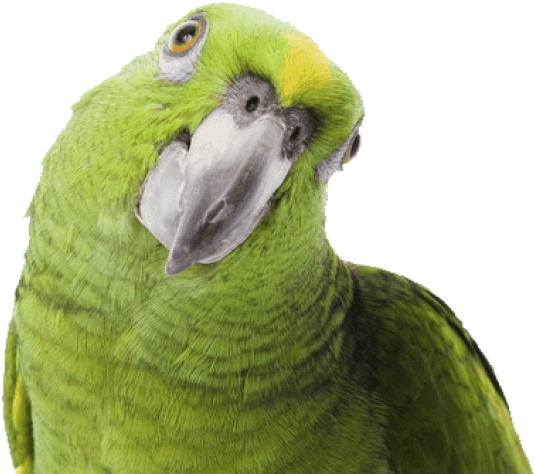Download Parrot Png Free Download - Loro Png PNG Image with No ...