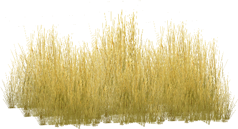 Download Tall Grass Png Savannah Grass - Yellow Grass Png PNG Image ...