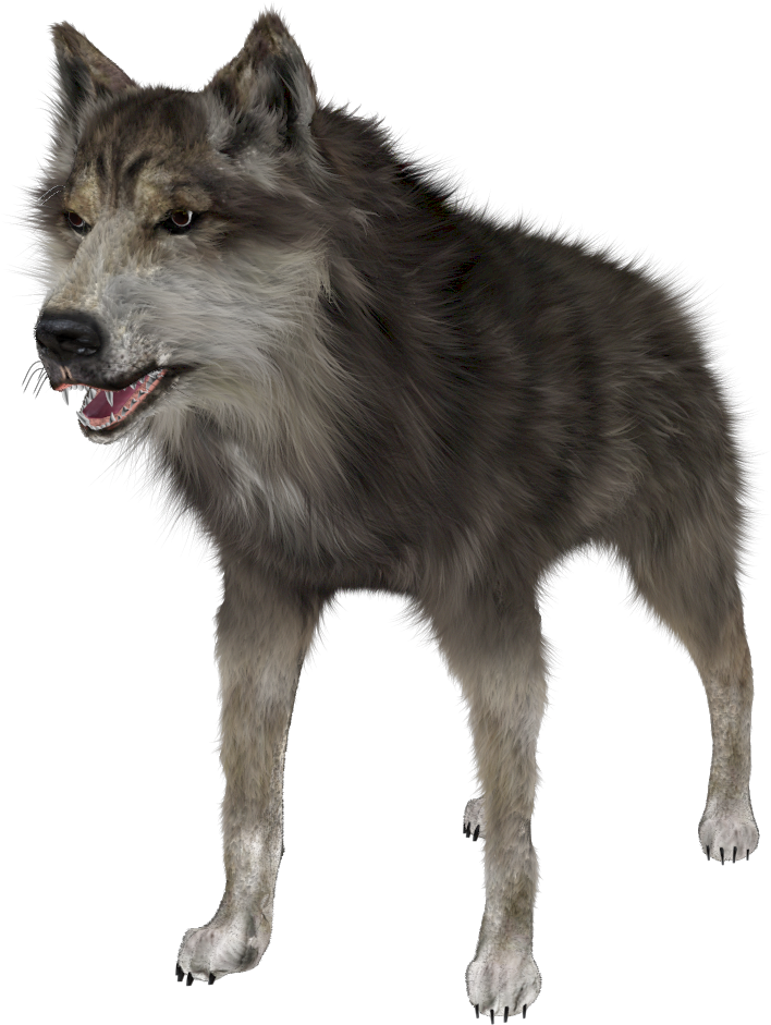 Download Wolf Png - Wolf Png Hd PNG Image with No Background - PNGkey.com