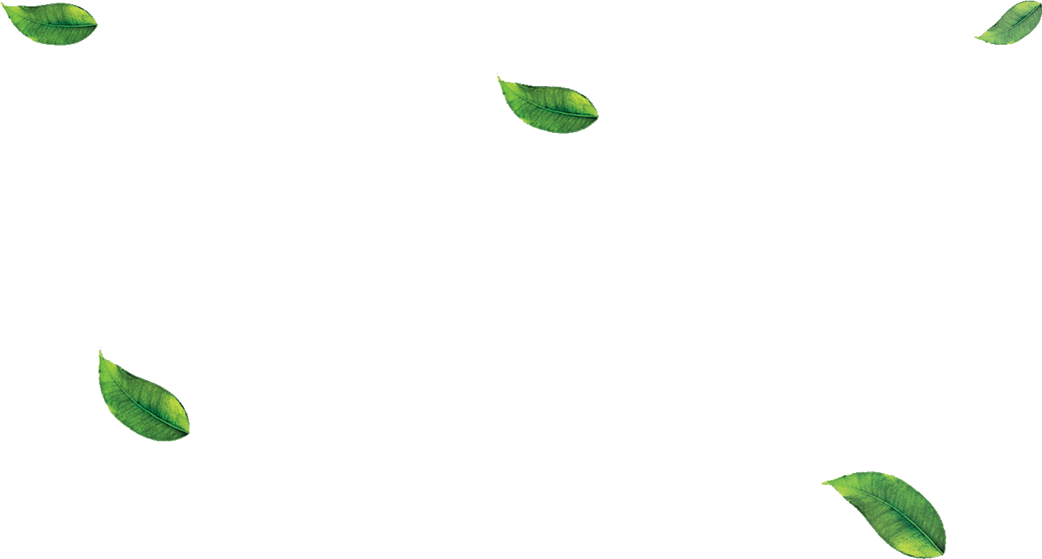 Falling Green Leaves Png - Leaf - Free Transparent PNG Download - PNGkey