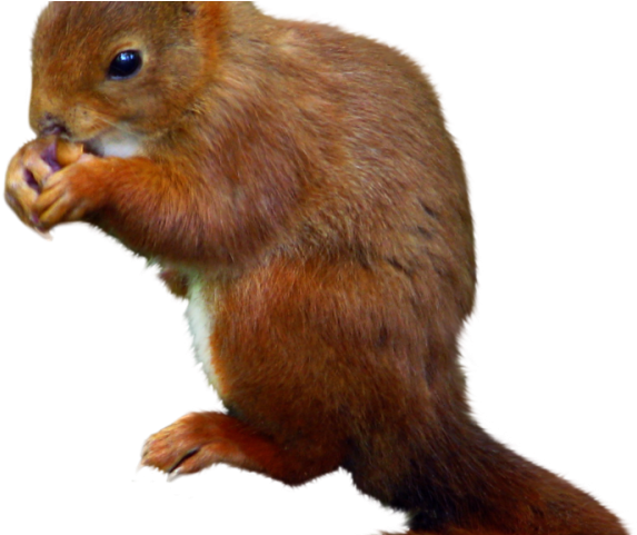 Squirrel Png Transparent Images - Fox Squirrel - Free Transparent PNG ...