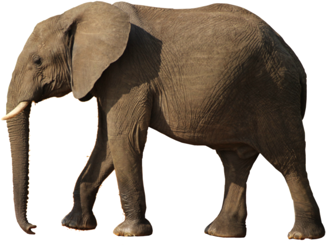 Elephant Png Images