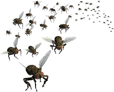 Download Flies Png Pic - Swarm Of Flies Png PNG Image with No ...